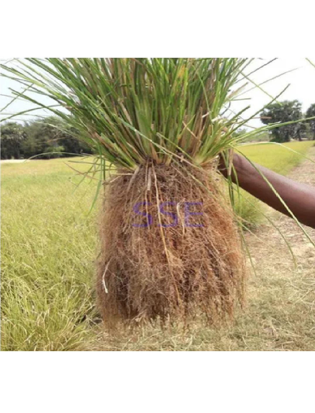 DHYANA - Vetiver Grass Meditation Mat - Buy Yoga Mat - Farms2Home.sg ...
